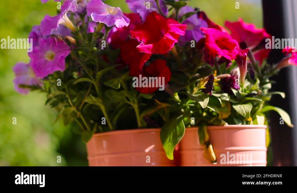 Flying pot Stock Videos & Footage - HD and 4K Video Clips - Alamy