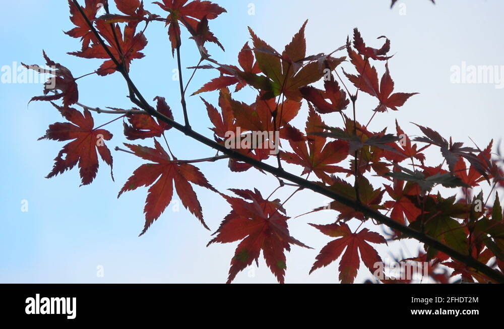 Static Shot of Japanese Maple Fall Foliage at Temple in Japan Stock ...