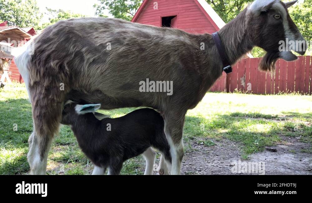Mother and baby goat Stock Videos & Footage - HD and 4K Video Clips - Alamy