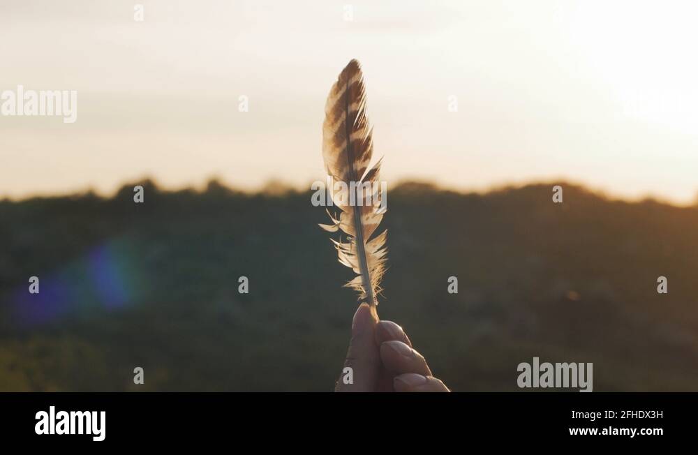 Birds feather Stock Videos & Footage - HD and 4K Video Clips - Alamy