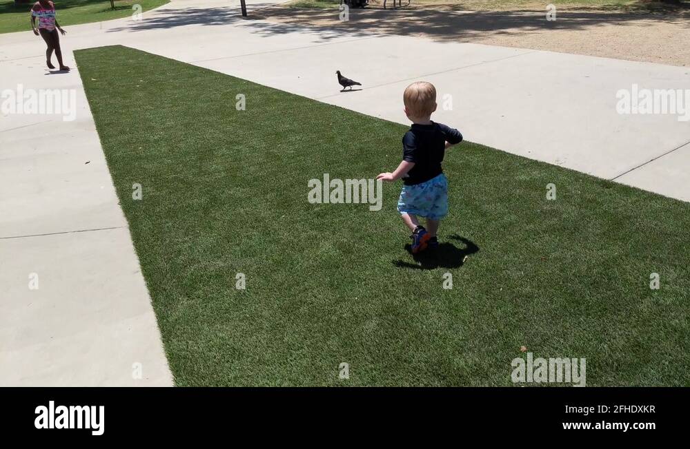 Chasing bird Stock Videos & Footage - HD and 4K Video Clips - Alamy