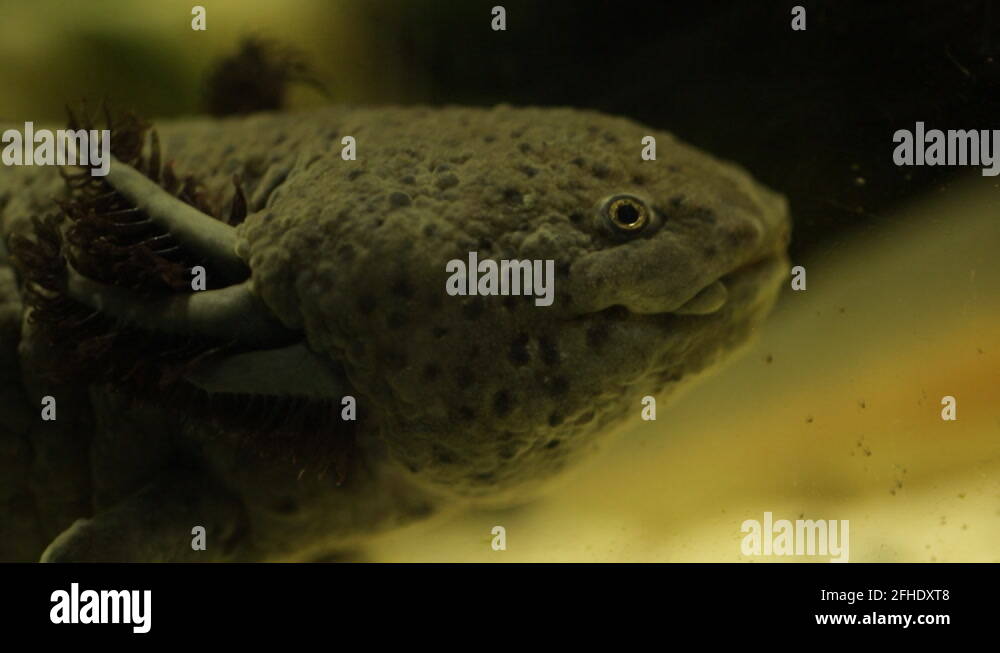 Axolotl green Stock Videos & Footage - HD and 4K Video Clips - Alamy