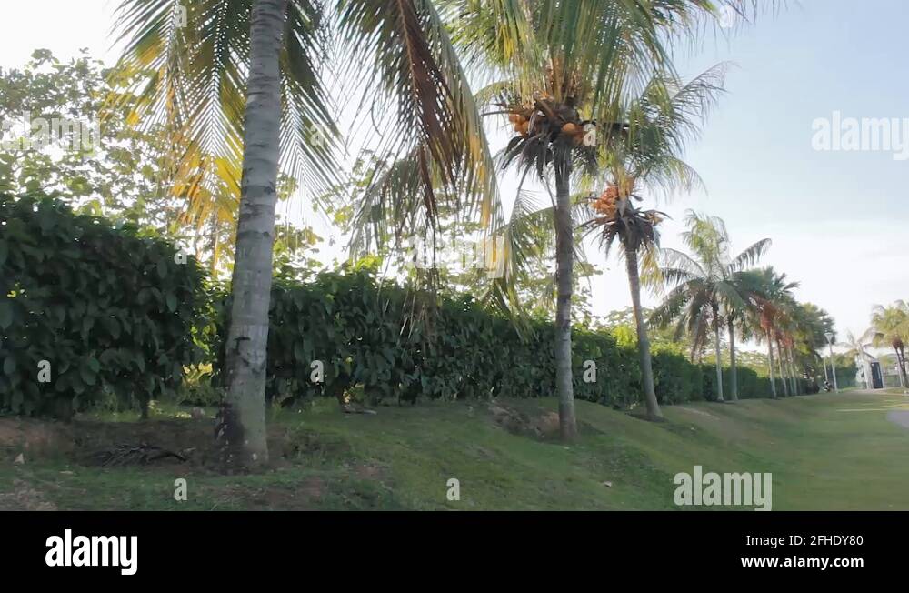Coconut trees in line Stock Videos & Footage - HD and 4K Video Clips ...