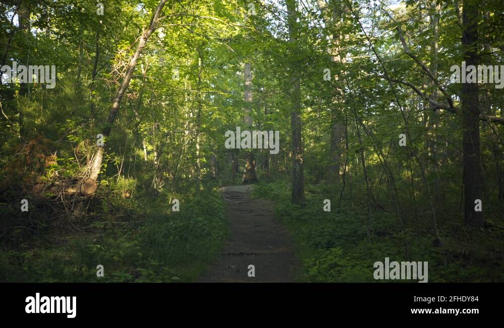 Secret woods Stock Videos & Footage - HD and 4K Video Clips - Alamy