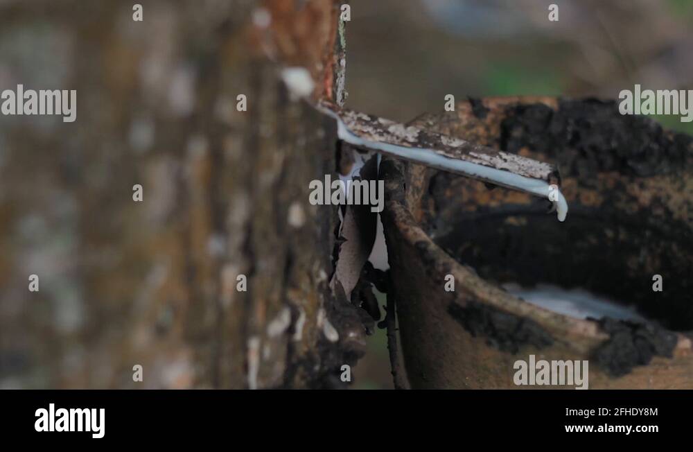 Sap extraction Stock Videos & Footage - HD and 4K Video Clips - Alamy