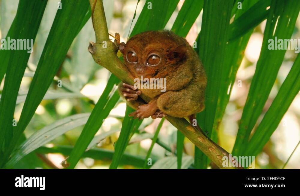 Tarsier monkey Stock Videos & Footage - HD and 4K Video Clips - Alamy