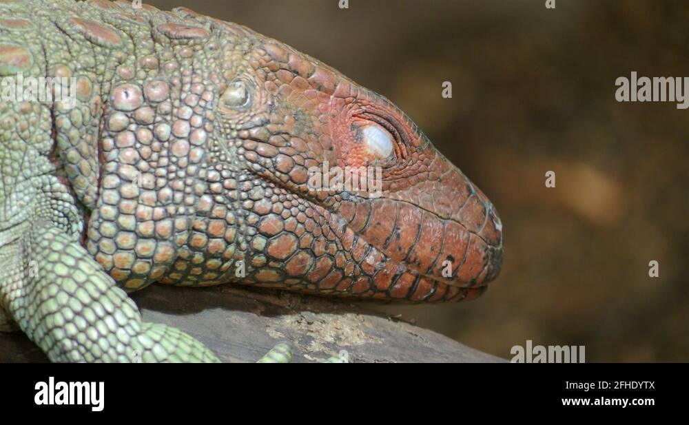 Zebra skink Stock Videos & Footage - HD and 4K Video Clips - Alamy