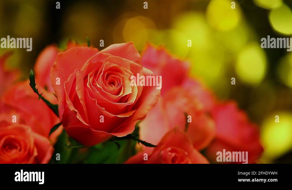 Rich red rose Stock Videos & Footage - HD and 4K Video Clips - Alamy