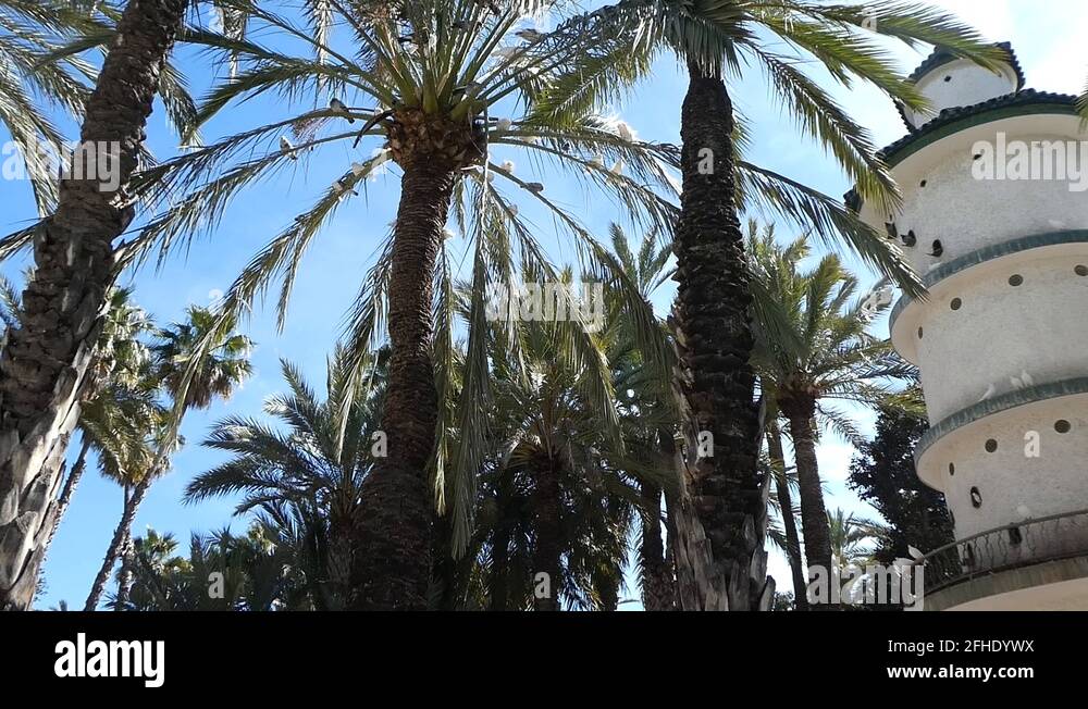 White dovecot Stock Videos & Footage - HD and 4K Video Clips - Alamy