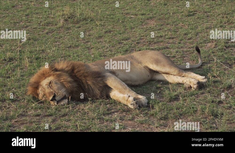 Maned male lion Stock Videos & Footage - HD and 4K Video Clips - Alamy
