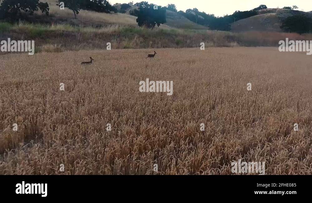 Three deer prancing through the wheat fields at golden hour Stock Video ...