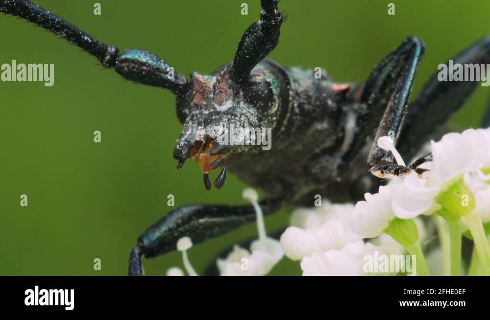Aromia moschata Stock Videos & Footage - HD and 4K Video Clips - Alamy