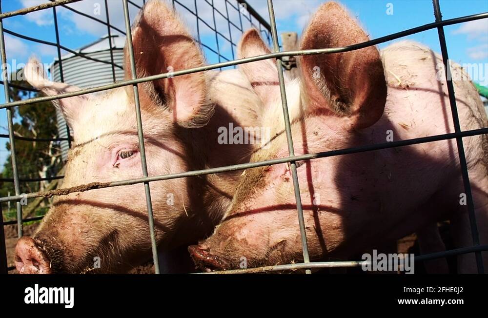 Pig farm australia Stock Videos & Footage - HD and 4K Video Clips - Alamy