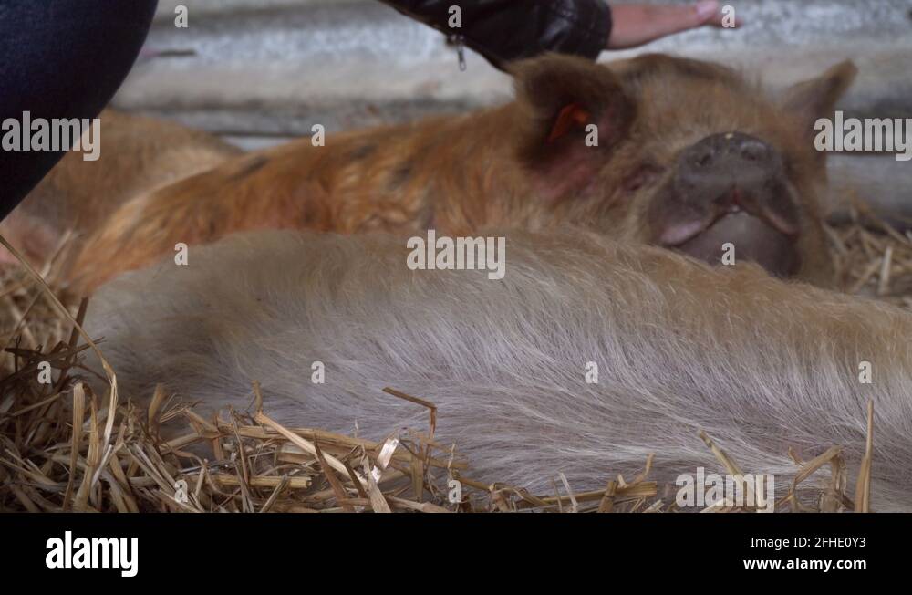 Being a pig Stock Videos & Footage - HD and 4K Video Clips - Alamy