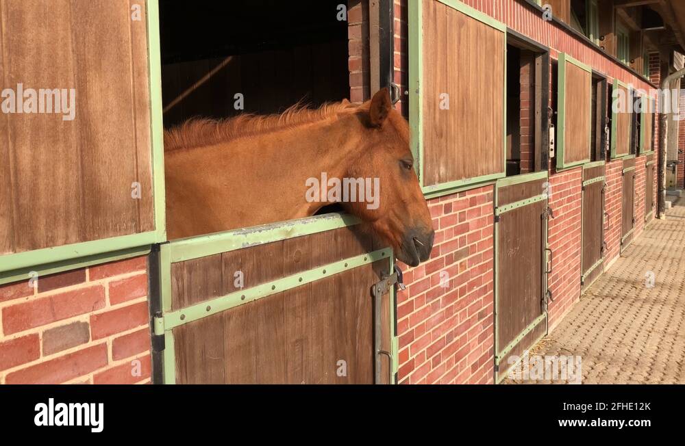 Calm pony Stock Videos & Footage - HD and 4K Video Clips - Alamy