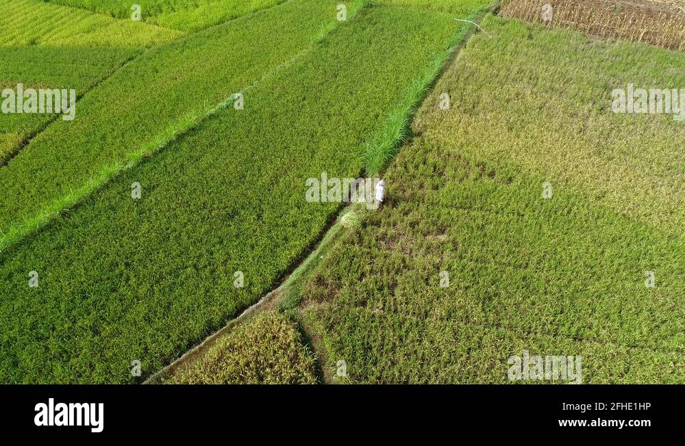 Field art activities Stock Videos & Footage - HD and 4K Video Clips - Alamy