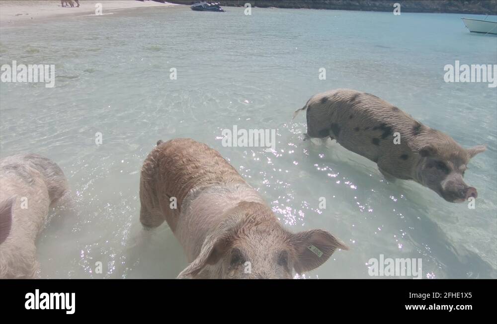 Bahamas swimming pigs Stock Videos & Footage - HD and 4K Video Clips ...