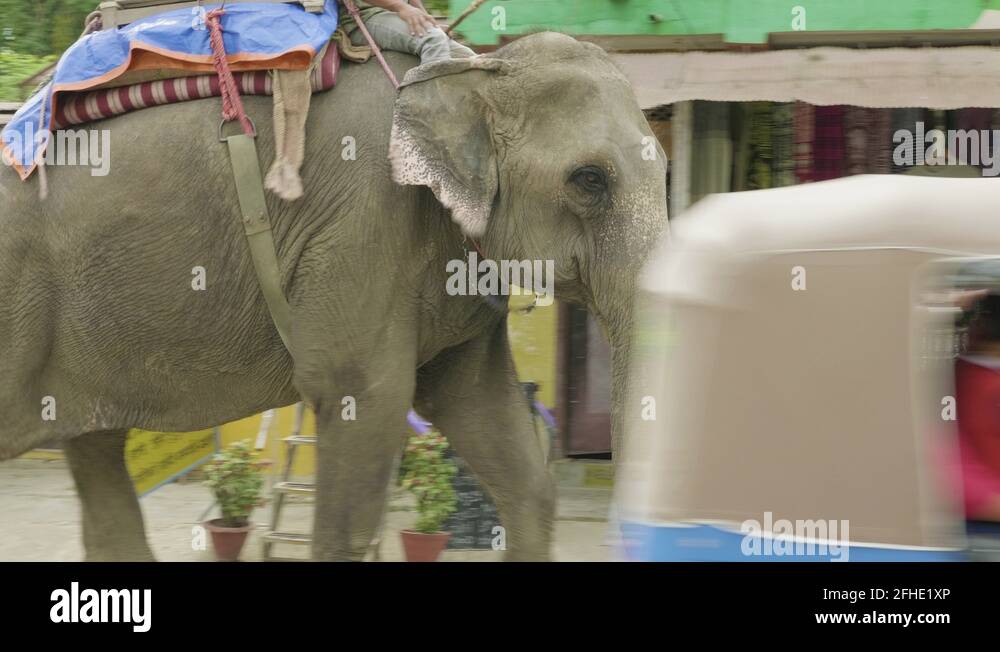 Elephant city Stock Videos & Footage - HD and 4K Video Clips - Alamy