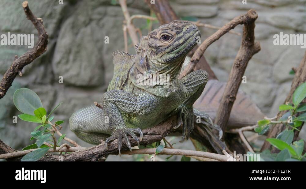 Climbing reptile Stock Videos & Footage - HD and 4K Video Clips - Alamy