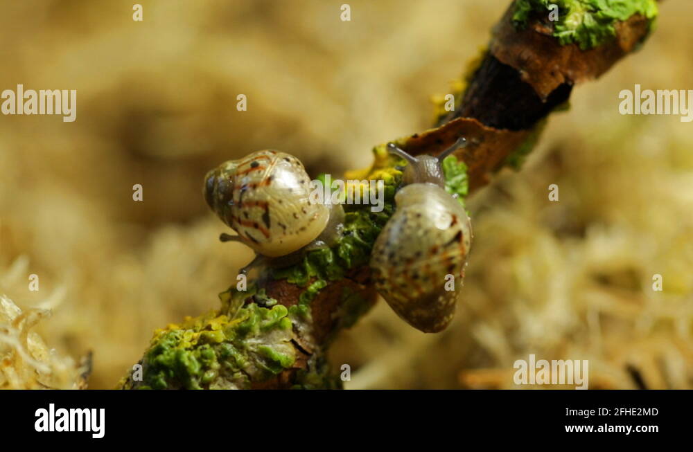 Secret life snails Stock Videos & Footage - HD and 4K Video Clips - Alamy