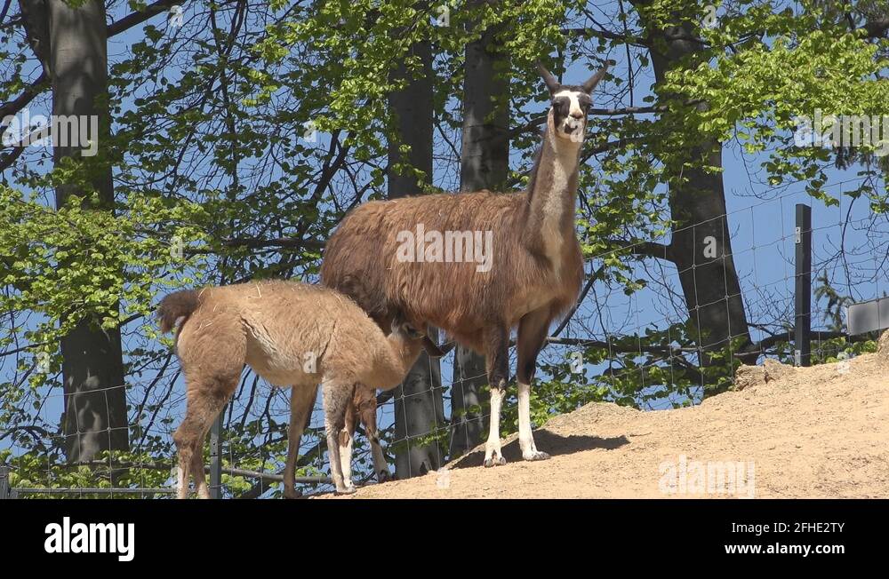 Baby guanaco Stock Videos & Footage - HD and 4K Video Clips - Alamy
