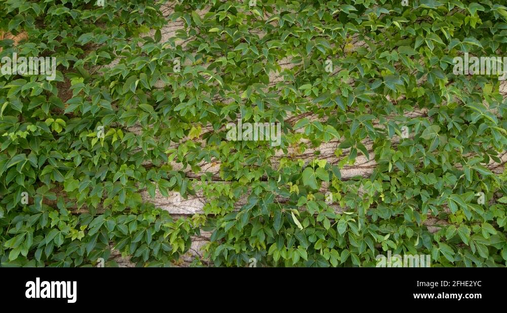 Creeper pattern Stock Videos & Footage - HD and 4K Video Clips - Alamy