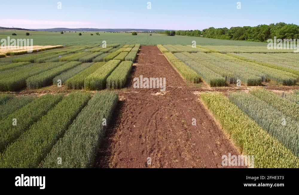Rye feed Stock Videos & Footage - HD and 4K Video Clips - Alamy