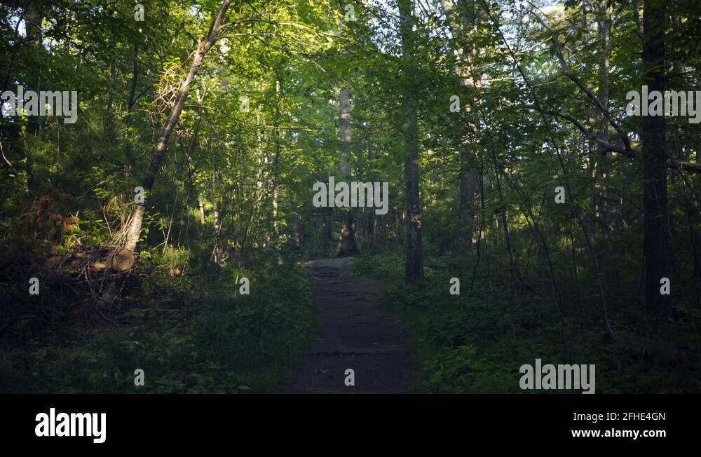 Spiritual forest path Stock Videos & Footage - HD and 4K Video Clips ...