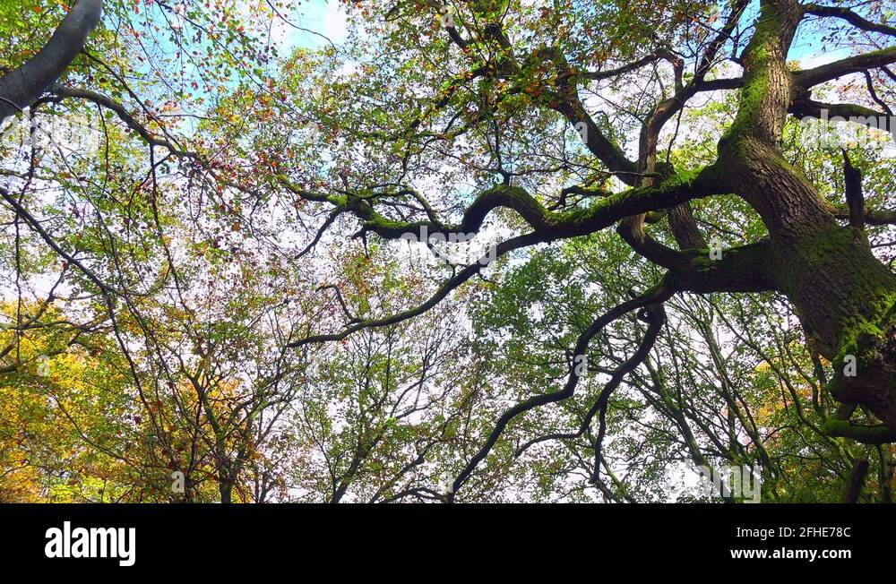 German oak tree Stock Videos & Footage - HD and 4K Video Clips - Alamy