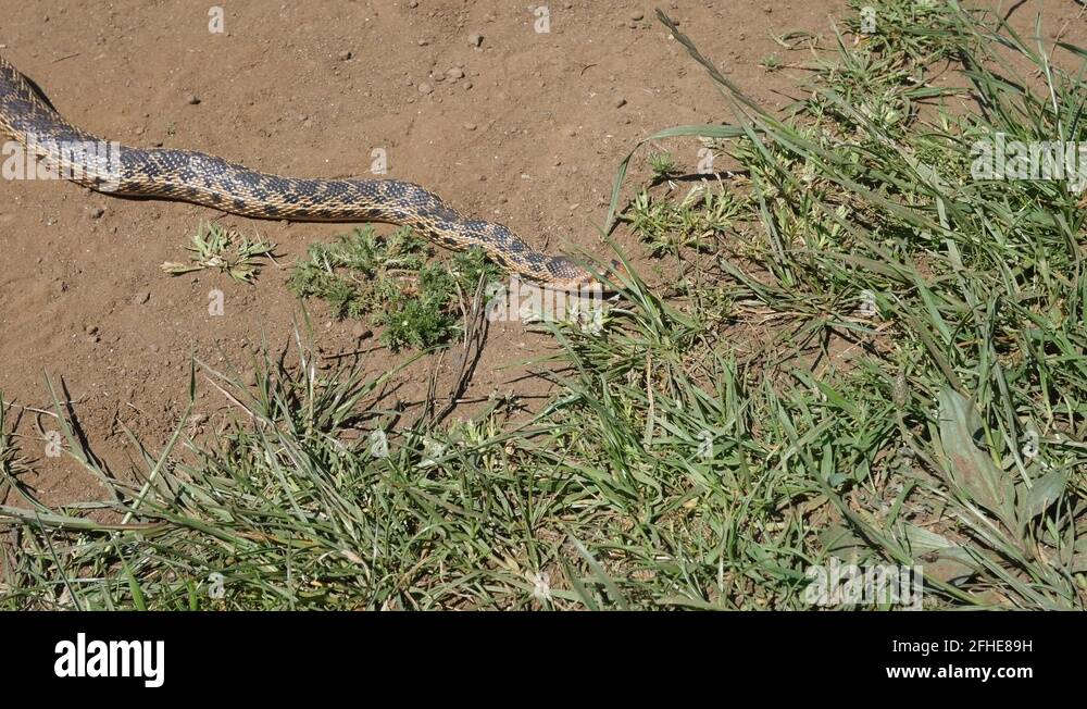 Nature snake Stock Videos & Footage - HD and 4K Video Clips - Alamy