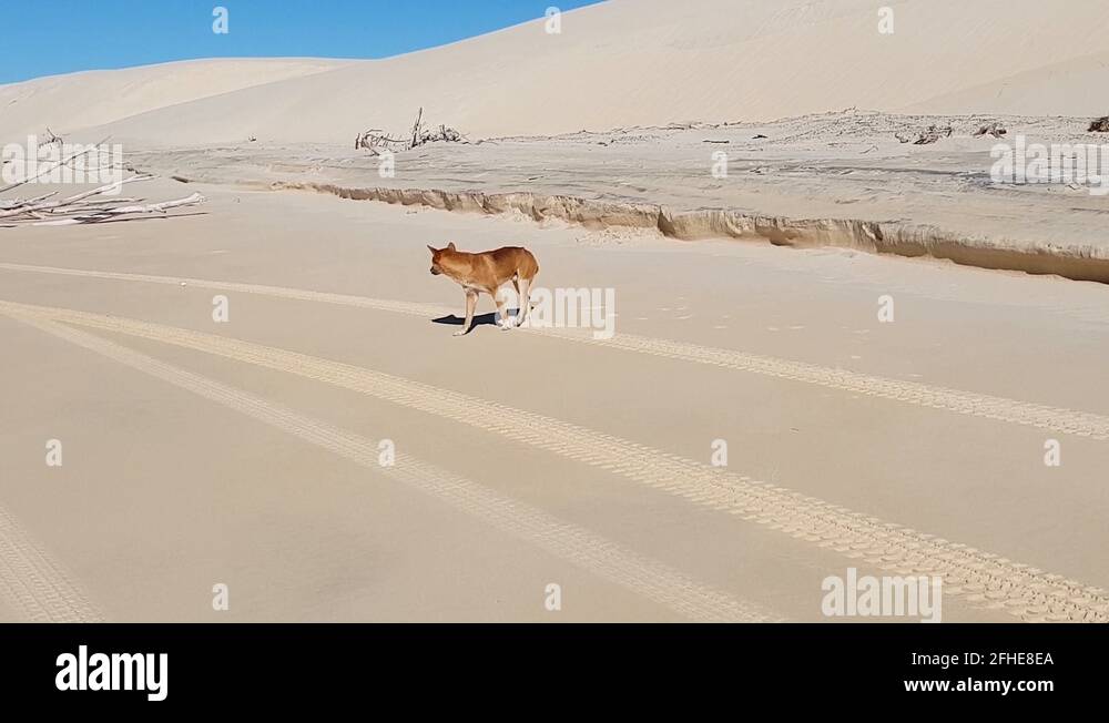 Dingo fraser Stock Videos & Footage - HD and 4K Video Clips - Alamy