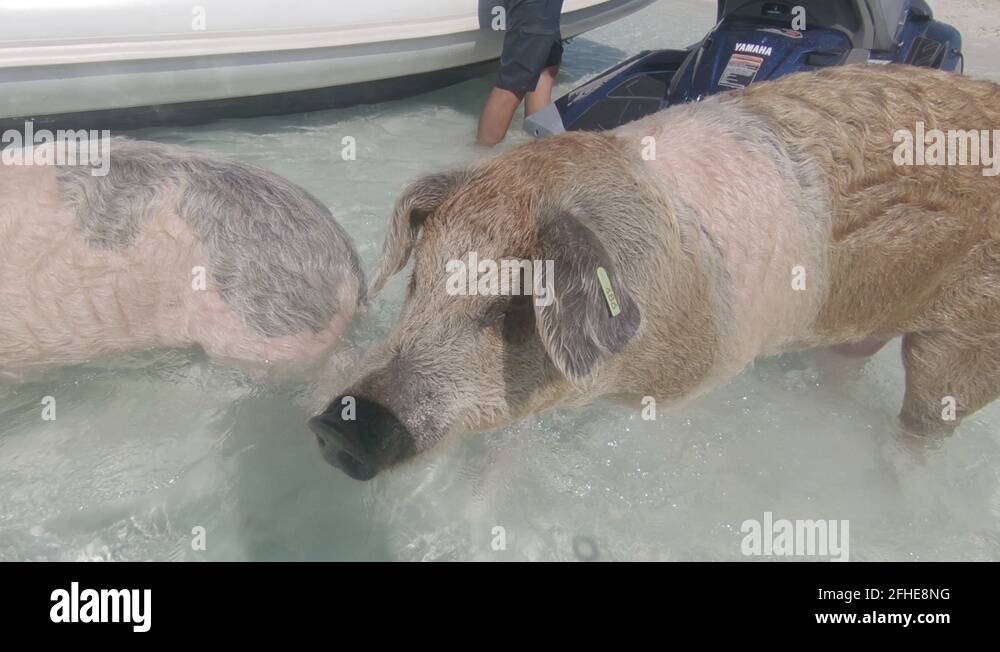 Water pigs Stock Videos & Footage - HD and 4K Video Clips - Alamy