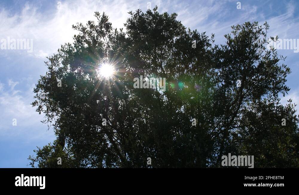 4K Lens flare from tree.Resolution: 3840x2160pFrame rate: 60 fps Stock ...