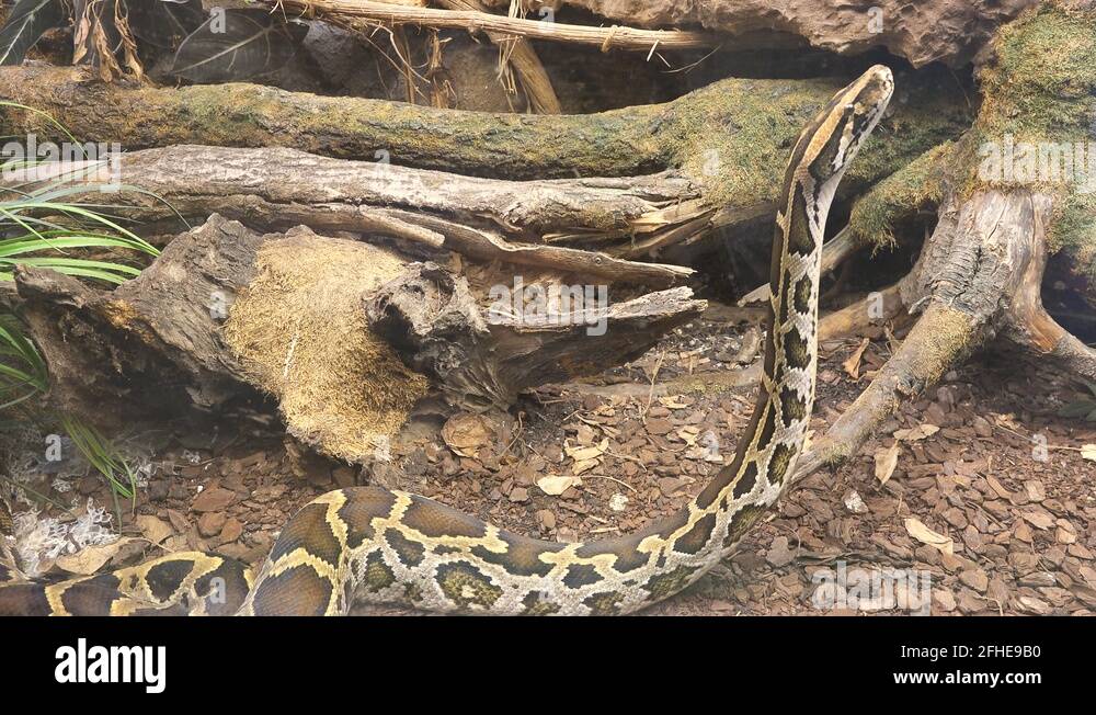 Huge tree to climb Stock Videos & Footage - HD and 4K Video Clips - Alamy