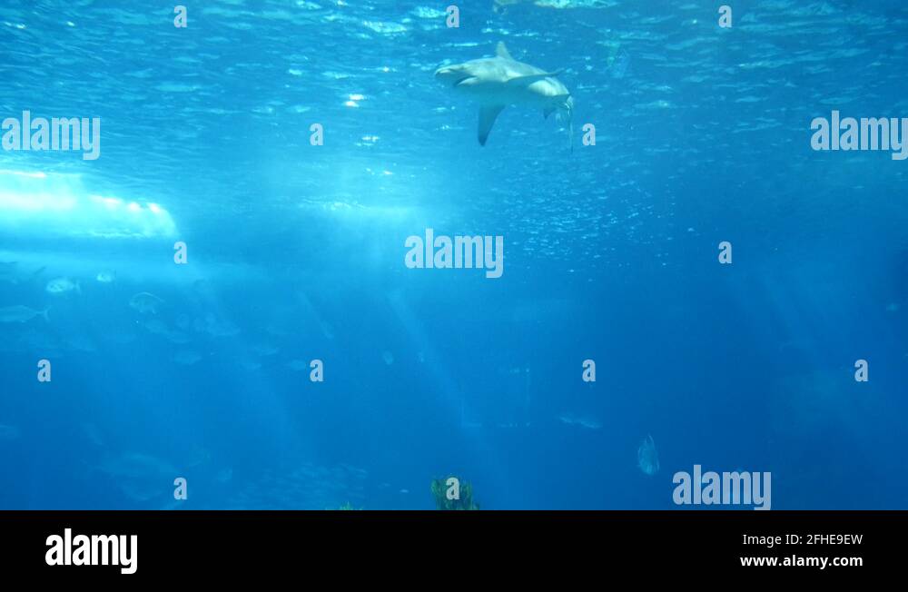 A shark swimming underwater Stock Video Footage - Alamy