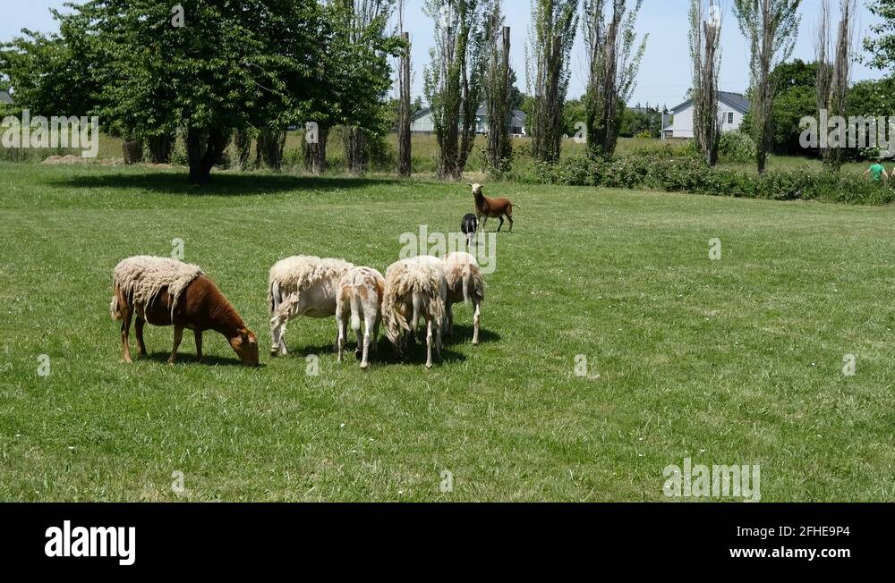 Herd sheep stray Stock Videos & Footage - HD and 4K Video Clips - Alamy