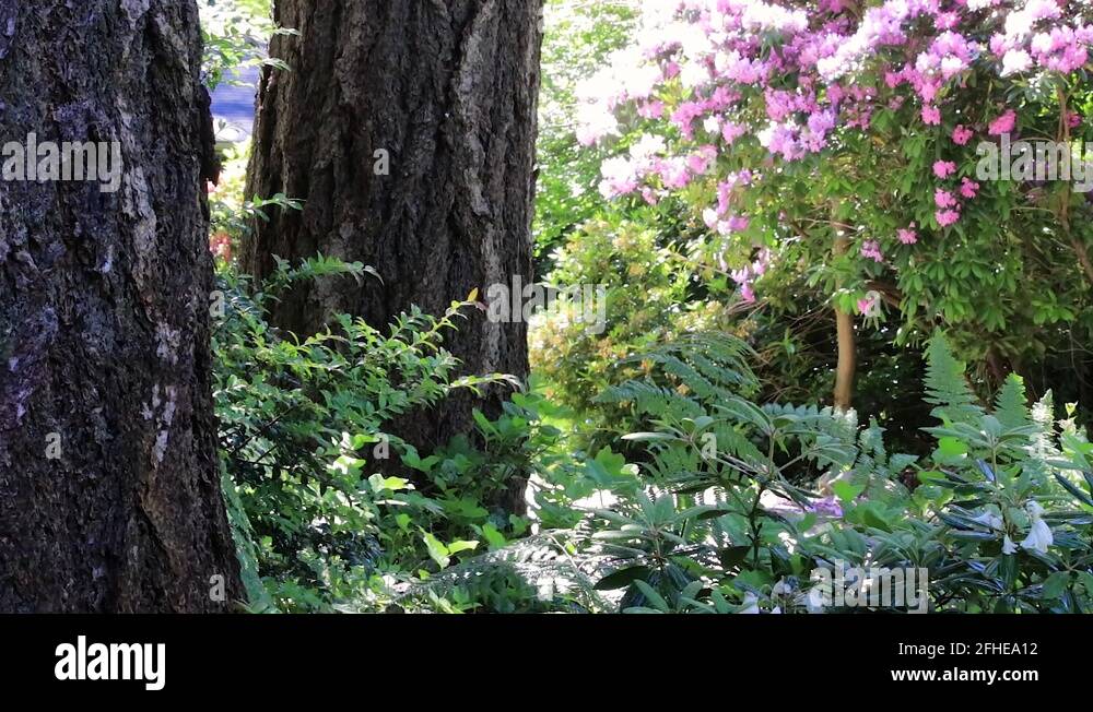 Azalea cultivar Stock Videos & Footage - HD and 4K Video Clips - Alamy