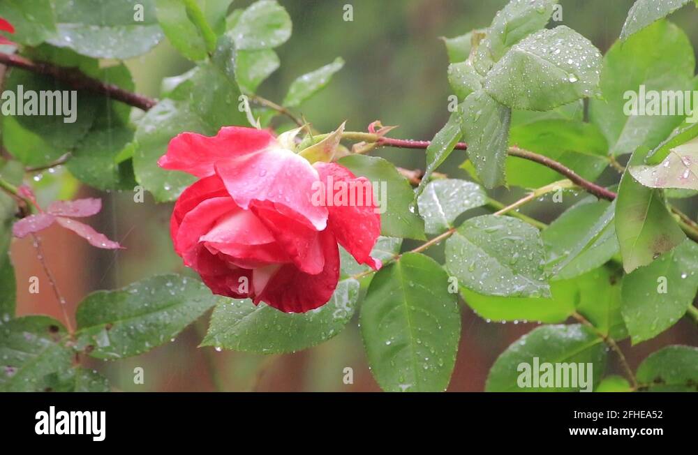 Dripping rose Stock Videos & Footage - HD and 4K Video Clips - Alamy