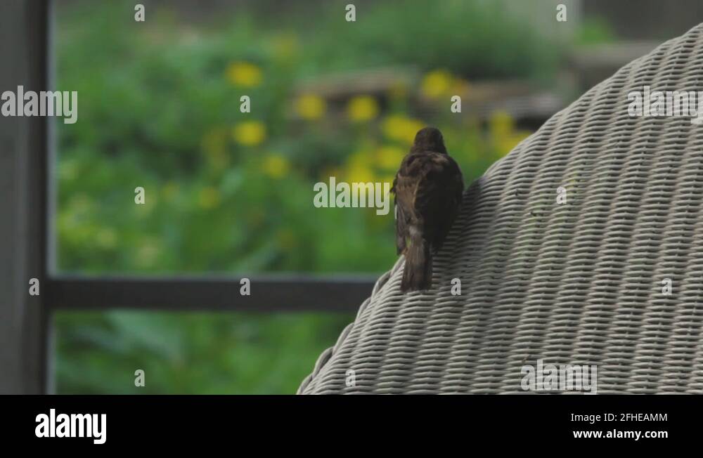 Bird sitting on chair Stock Videos & Footage - HD and 4K Video Clips ...