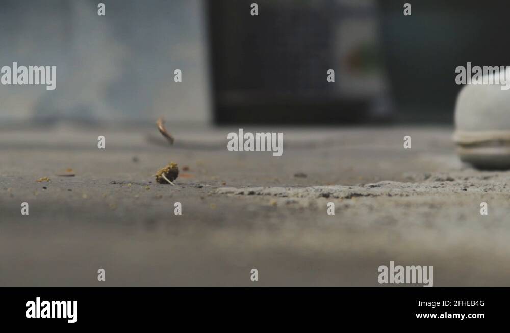 Eating worm Stock Videos & Footage - HD and 4K Video Clips - Alamy