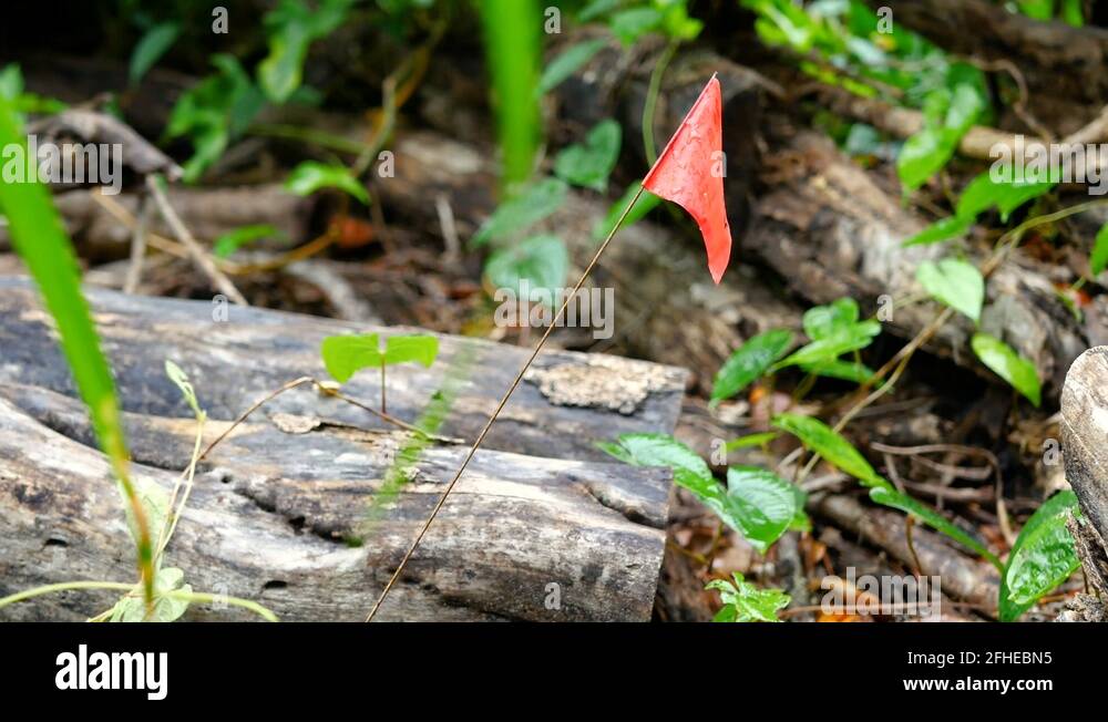 Small red flag Stock Videos & Footage - HD and 4K Video Clips - Alamy