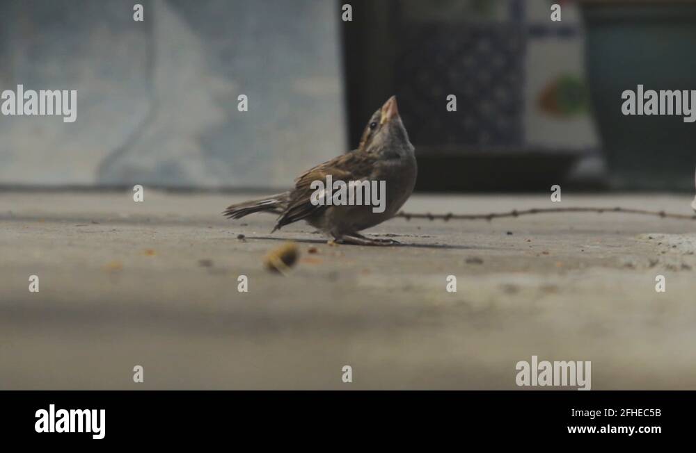 Bird eating a worm Stock Videos & Footage - HD and 4K Video Clips - Alamy