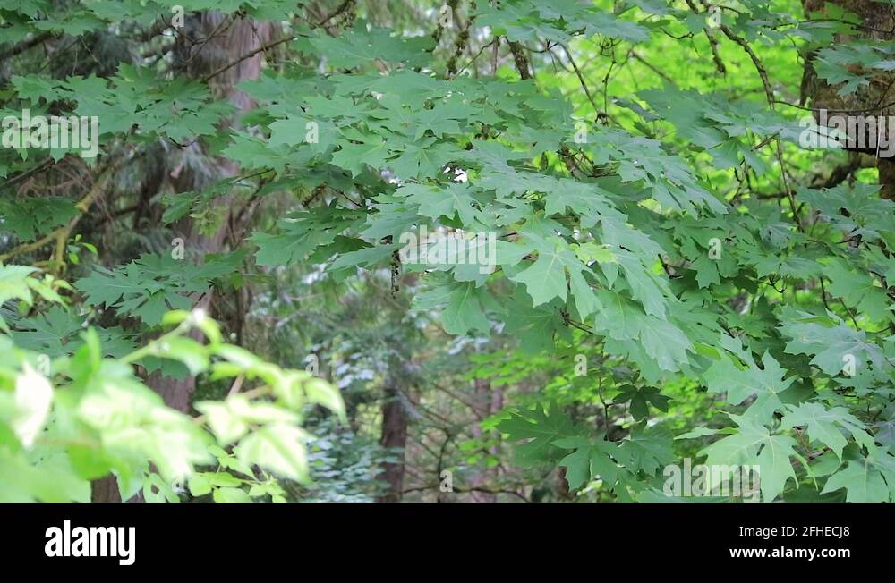 Bigleaf maple leaf Stock Videos & Footage - HD and 4K Video Clips - Alamy
