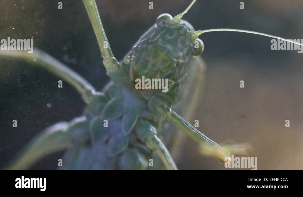 Is a detailed Stock Videos & Footage - HD and 4K Video Clips - Alamy