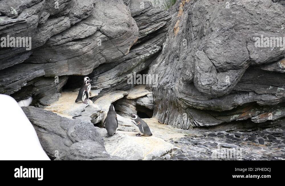 Penguins family Stock Videos & Footage - HD and 4K Video Clips - Alamy