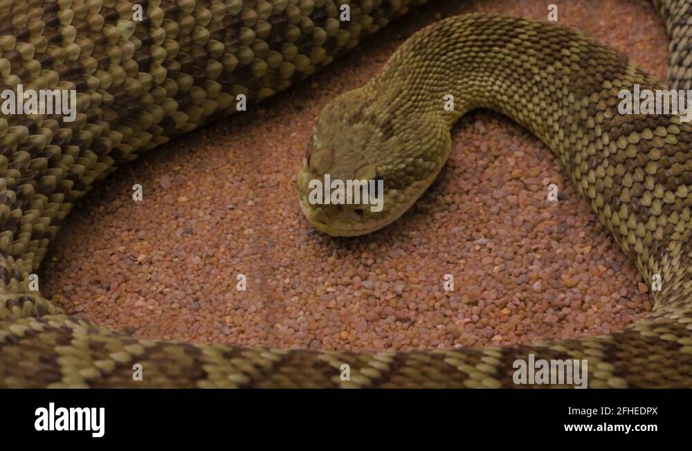 Zoo snakes Stock Videos & Footage - HD and 4K Video Clips - Alamy