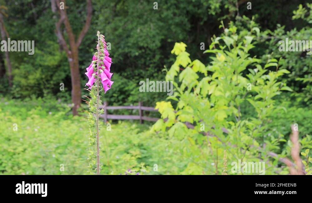 Foxglove tree in bloom Stock Videos & Footage - HD and 4K Video Clips ...