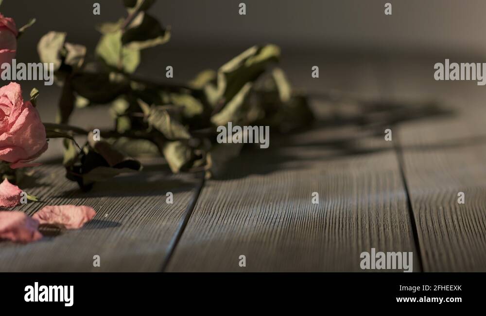 Crushed rose petals Stock Videos & Footage - HD and 4K Video Clips - Alamy