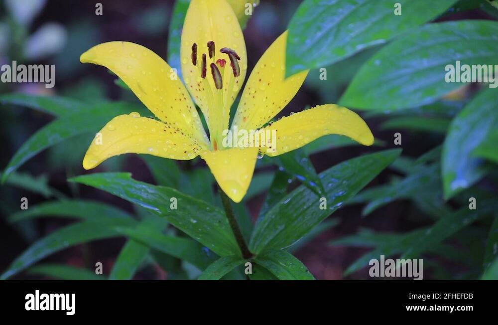 Yellow lilly Stock Videos & Footage - HD and 4K Video Clips - Alamy