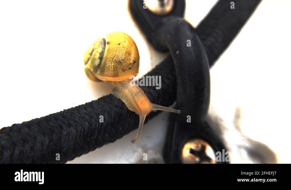 A snailing along a small rope. The snail shell is very vibrant, and ...